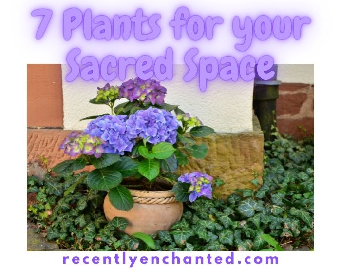 7 Plants for Intention - Handbook for the Recently Enchanted